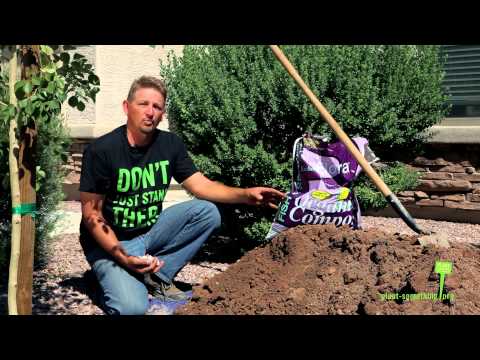 How to plant a 24 inch box tree in Arizona - Plant Something