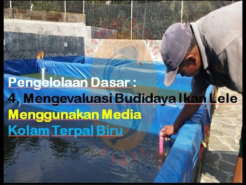 Pengelolaan Dasar 4 Mengevaluasi Budidaya Ikan Lele Dengan Media Kolam Terpal Biru