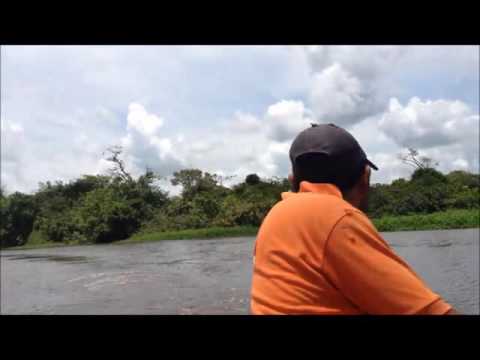 Tonina o delfín de agua dulce #Venezuela +VIDEO
