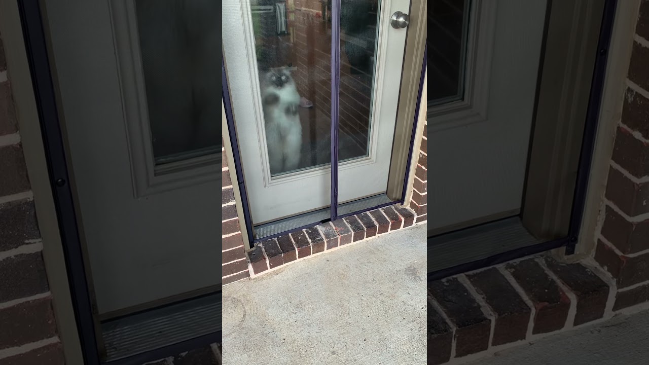 Mushu is a good dancer