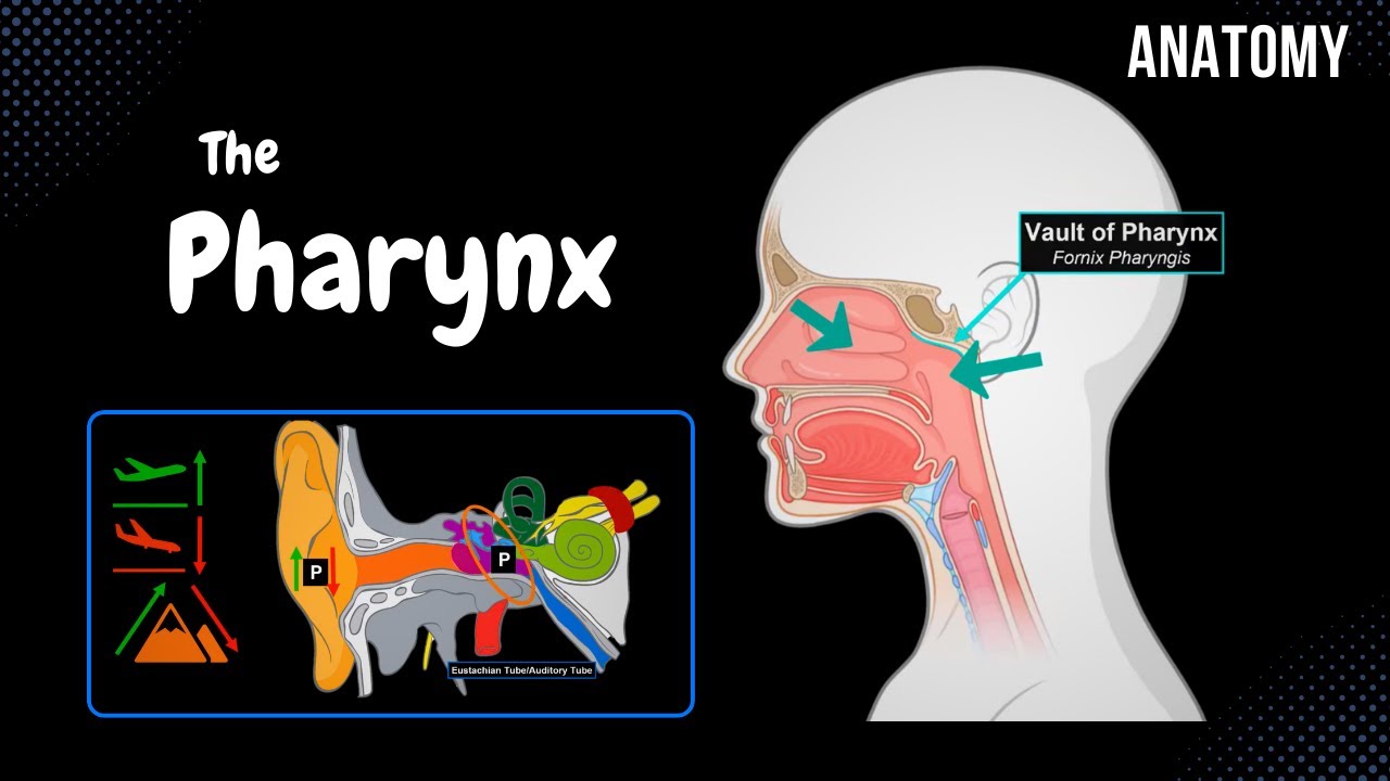 Pharynx Anatomy (Parts, Layers, Muscles)