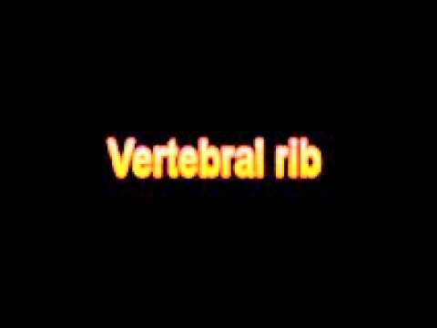 What Is The Definition Of Vertebral rib