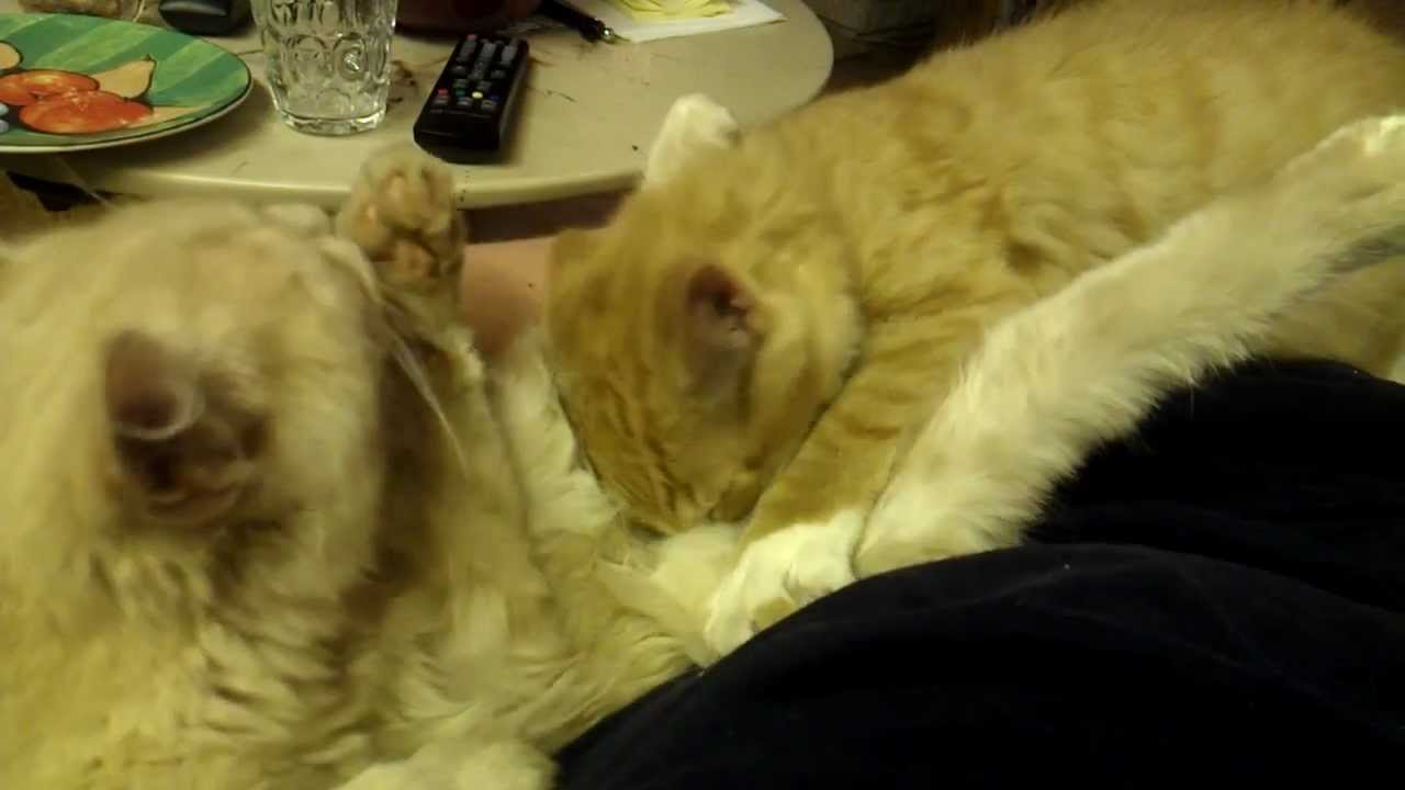 My gay (????) cats :o