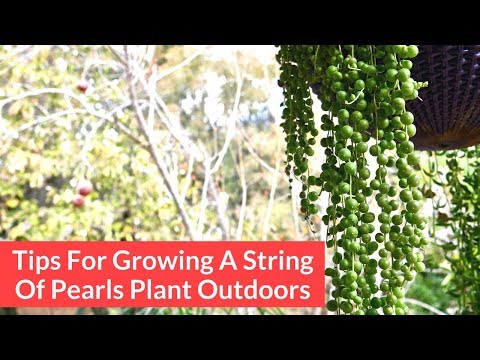 Tips For Growing A String Of Pearls Plant Outdoors / Joy Us Garden