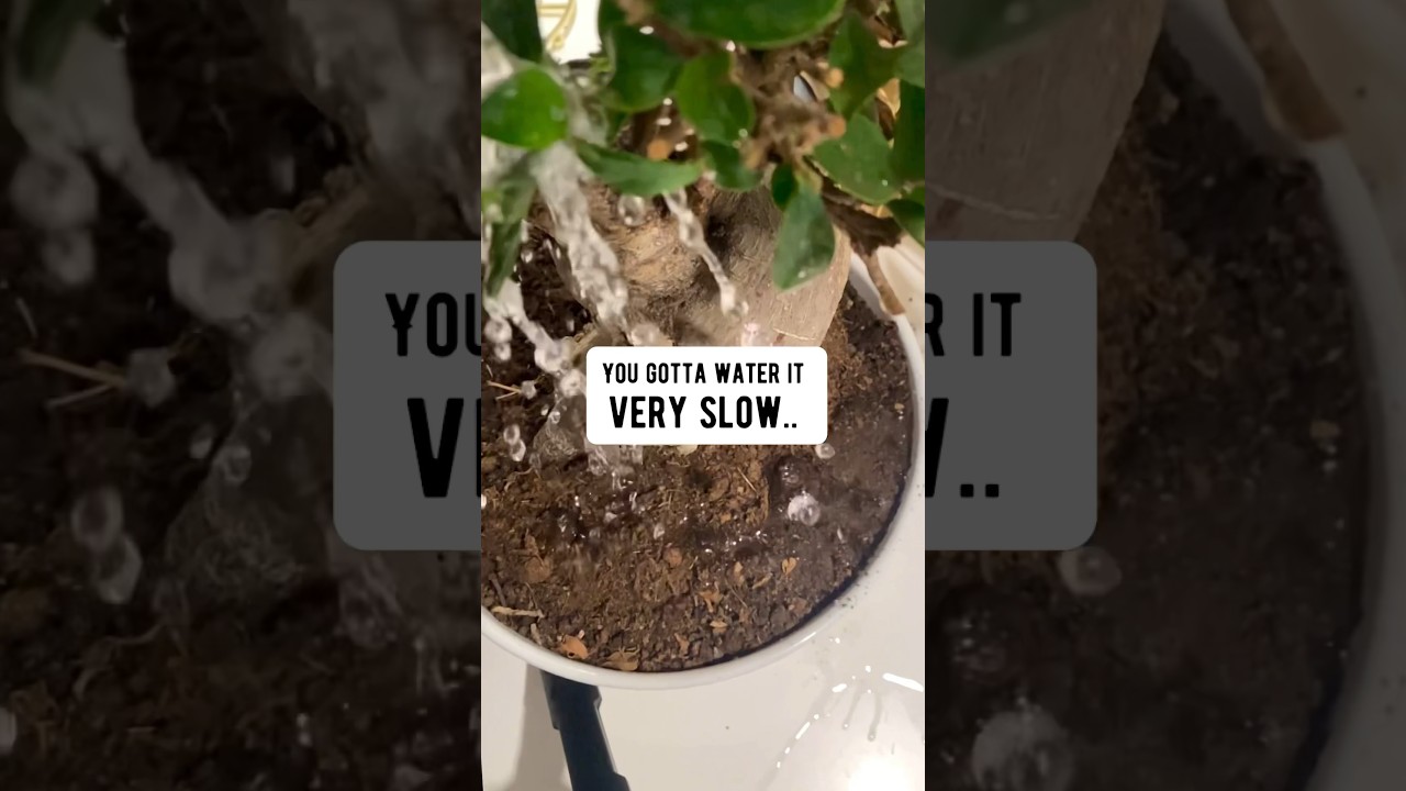 Bonsai Tips | How to Keep a Bonsai Alive | creative explained