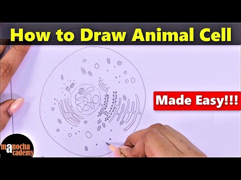 How to Draw Animal Cell