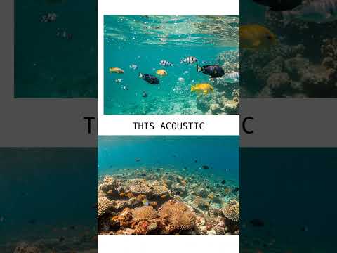 The Sound That Revives Coral Reefs