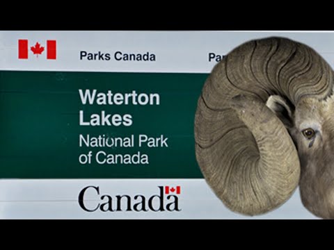 THE KING IS DEAD. Waterton Bighorn sheep. What really happened?