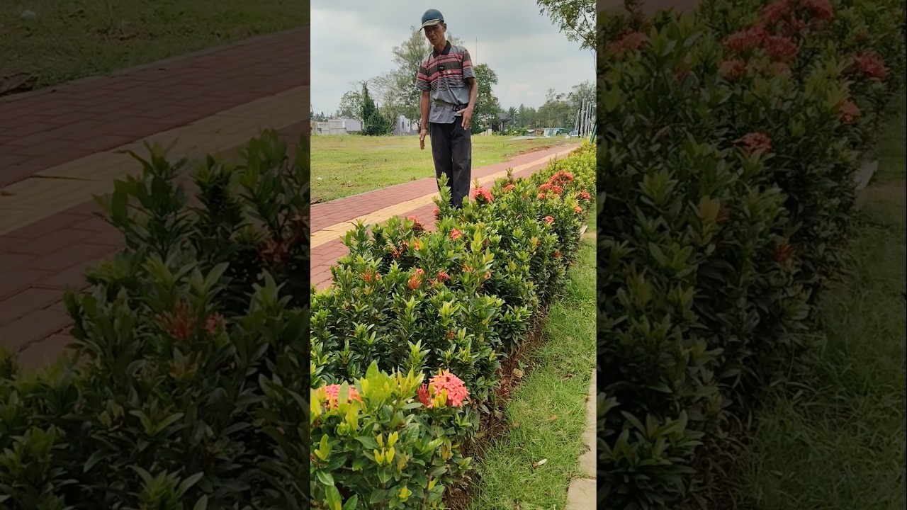 TANAMAN HIAS BUNGA ASOKA COCOK UNTUK TATA TAMAN !!