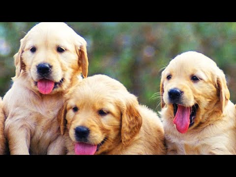 7 Photos of BEAUTIFUL CUTE ANIMALS...