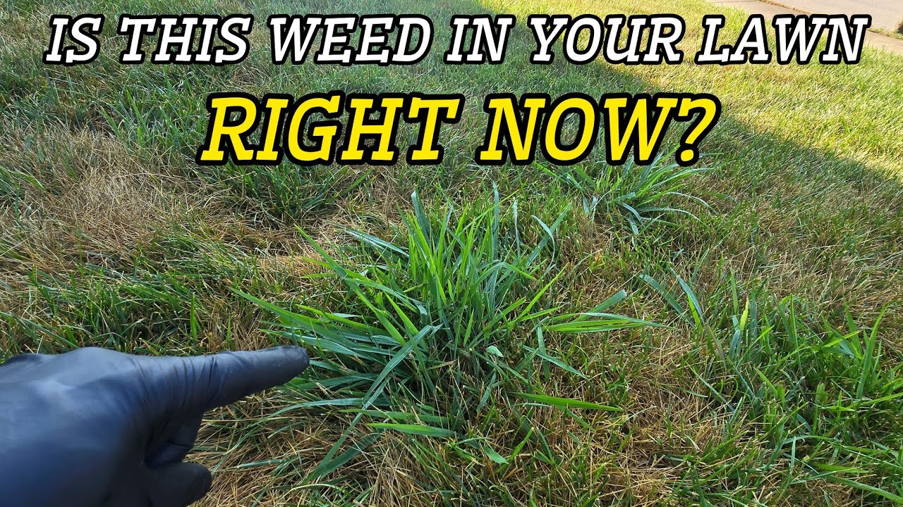 This is NOT Crabgrass