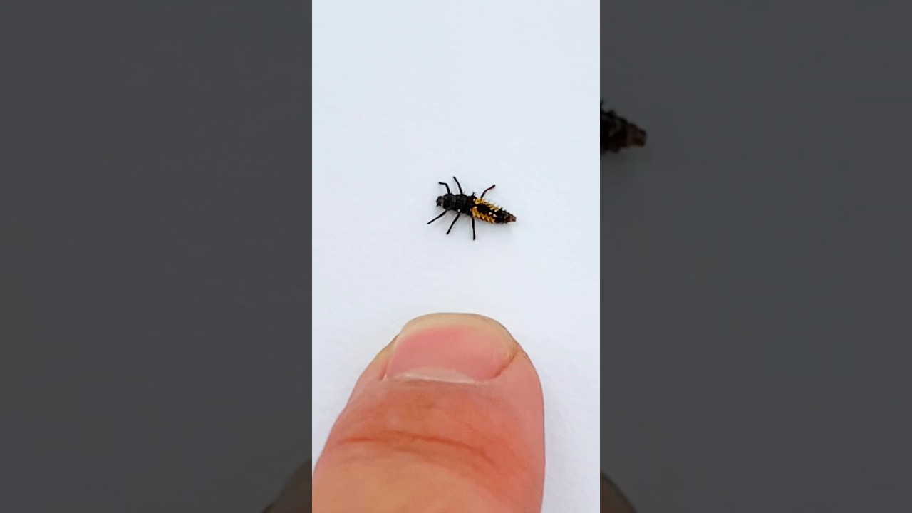 You won’t believe what this turns into! #bugs #insects #howtodraw