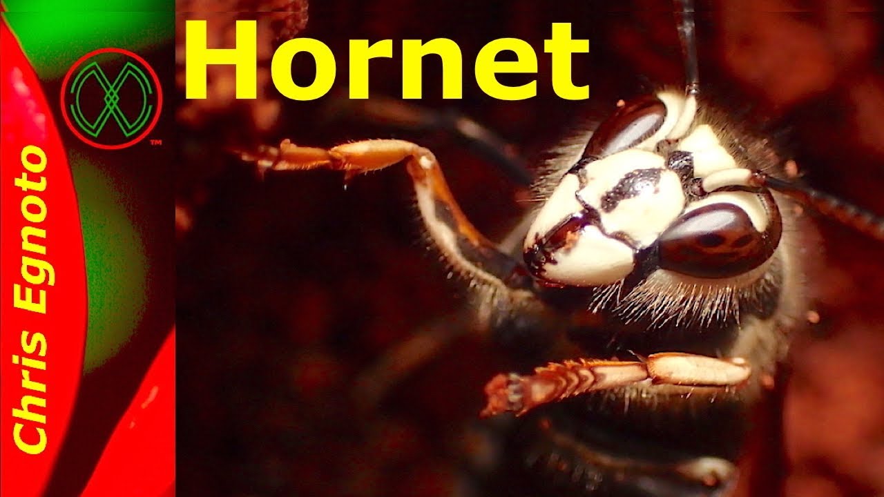 Bald Faced Hornets and Hive! (read description)