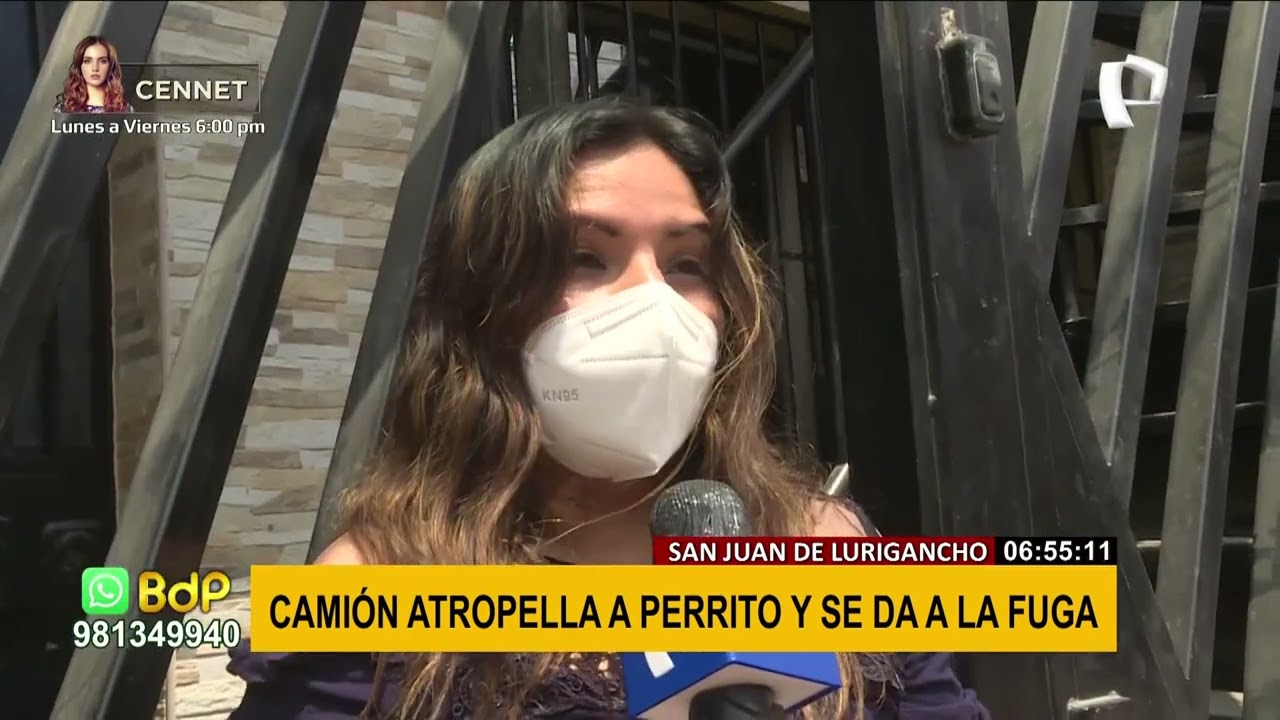 SJL: camión atropella y mata a perrito que descansaba en medio de la pista