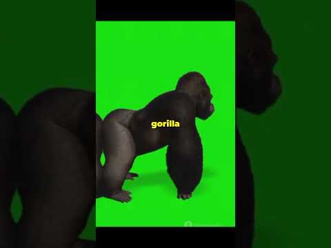 Amazing facts about Gorillas #animals #wildanimalfacts #amazingfacts #facts #funfacts