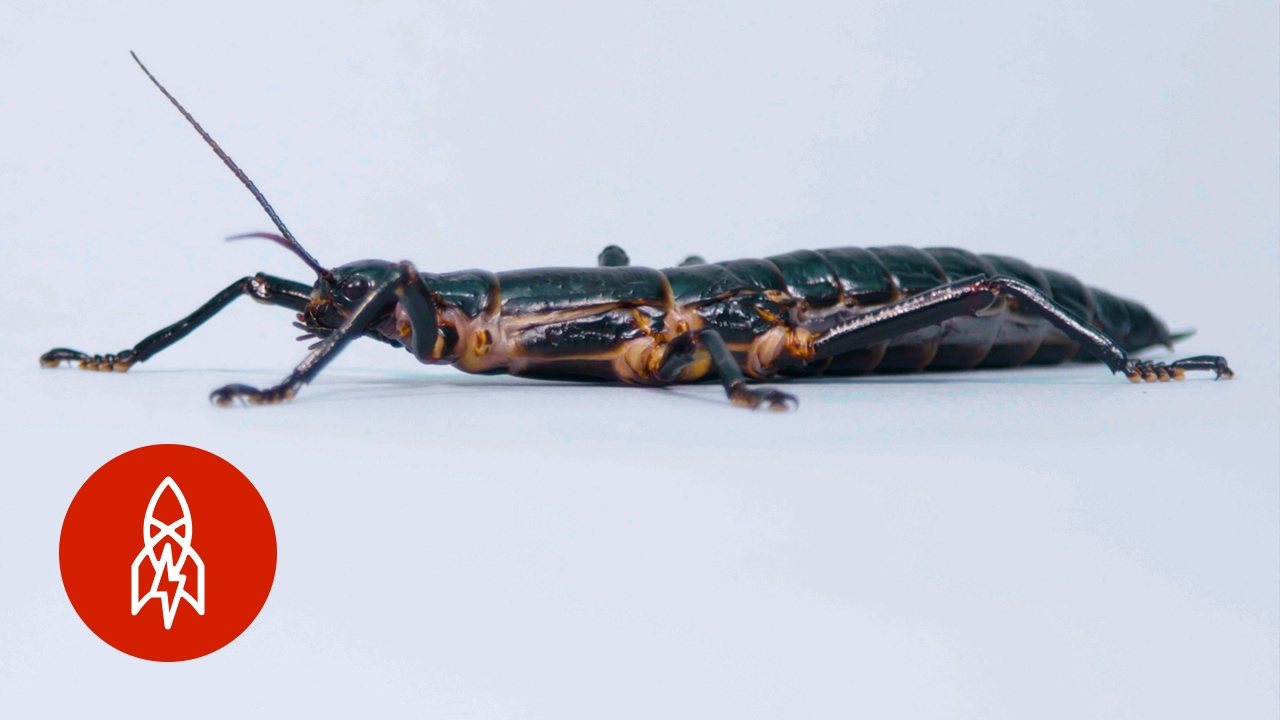 This Stick Insect Came Back from Extinction