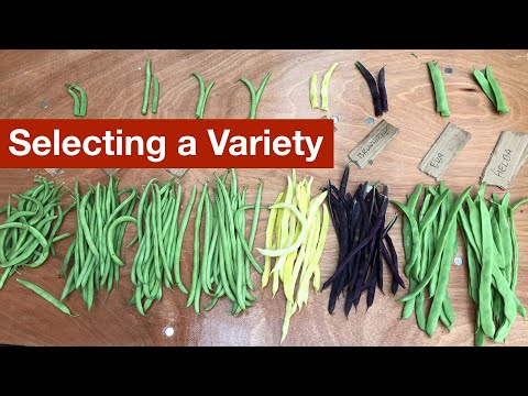 Selecting a Climbing Bean Variety