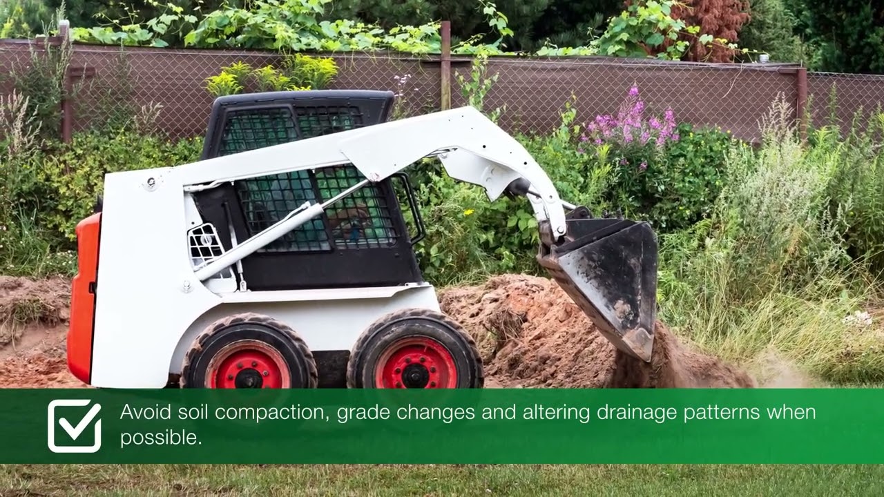 Protecting Trees During Construction