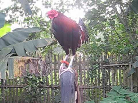 Battle Cocks (GameFowls)
