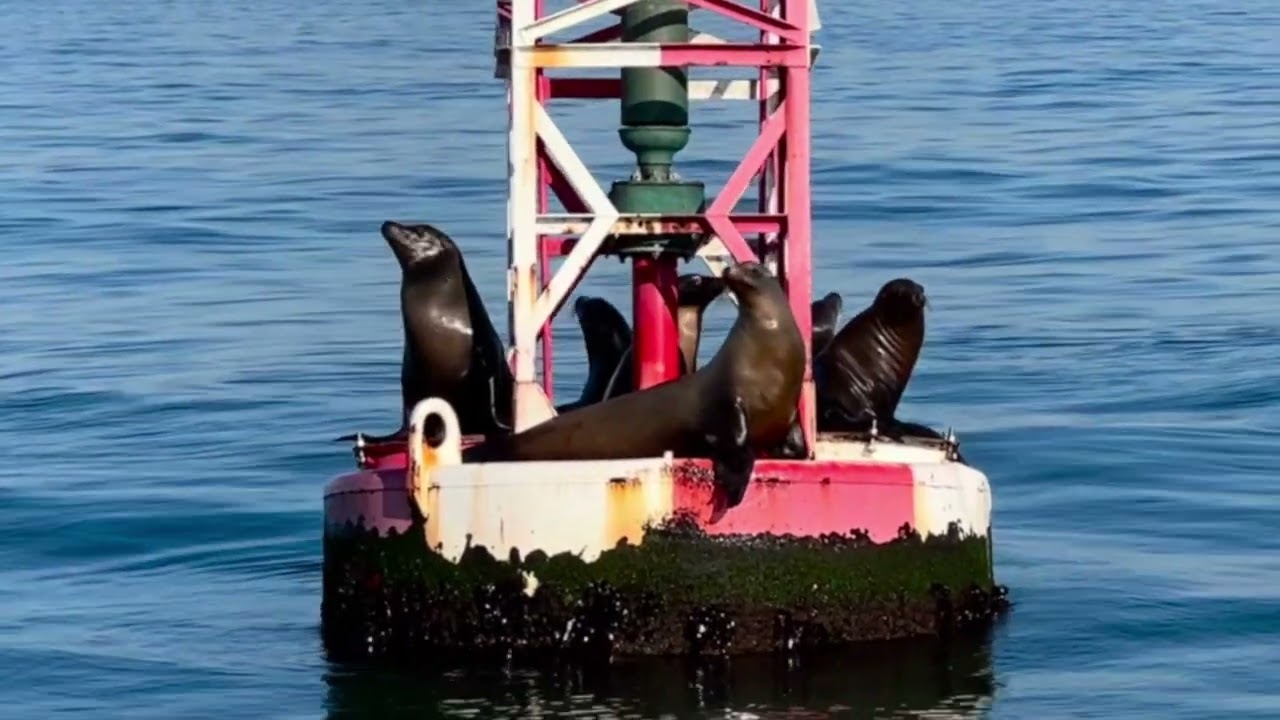 Our Pre-whale Watching Tour in Morro Bay CA