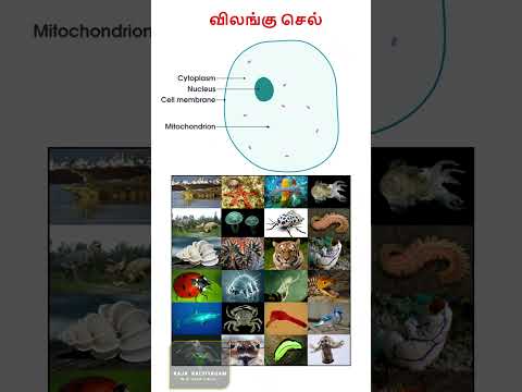 Cell a Small room of Life!! உயிரின் அடிப்படை: செல் #biology #tamil #sciencetamil #neet2026