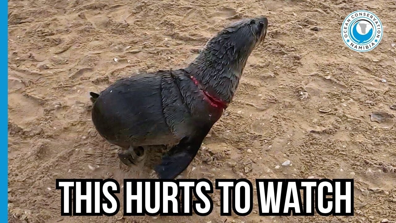 Mass Seal Entanglement on a Peaceful Beach