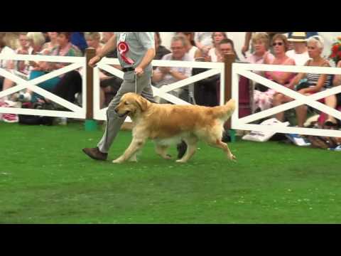 Chinnordale Skydiver halfbrother of Trebell Ticket To Ride
