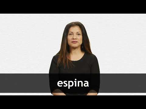 English Translation of “ESPINA” | Collins Spanish-English Dictionary