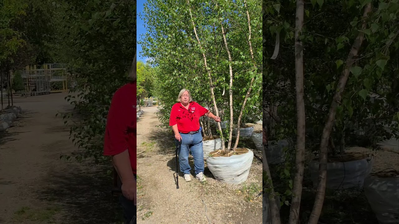 Whitespire Birch