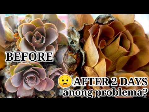 Saving our dying Greenovia Pandora Succulent na nadehydrate & sunburn | Will it recover?