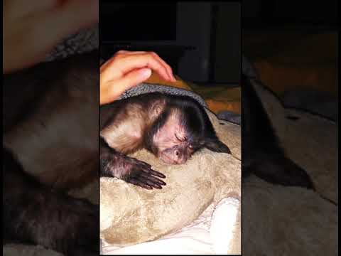 GOOD MORNING 😂😅😅🤣🤣/dubbing video //funny monkey 🐒 morning #monkey #shortsfeed #shorts #monkeys
