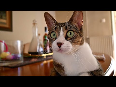 There is a Curious Cat On My Table!
