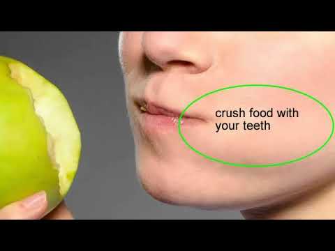 chomp meaning | Vocabulary for Kids | Children's Dictionary | Learn English Vocabulary