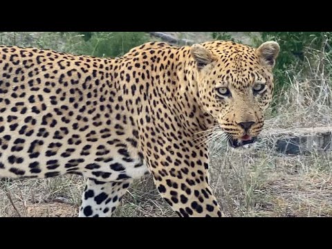 Leopard seen by Carel Bekker on Doispan in Kruger National Park