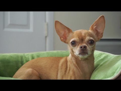 Your pet will thank you for this heated bed // K&H Pet Products Self Warming Pet Bed Review
