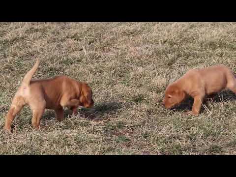 Fox Red Labrador Retriever Puppies For Sale