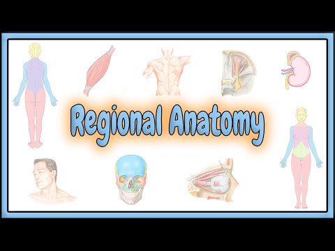 2. Regional Anatomy || 2D Animation