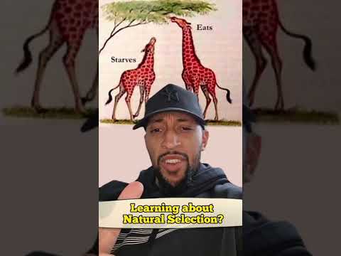 Natural Selection Explained!