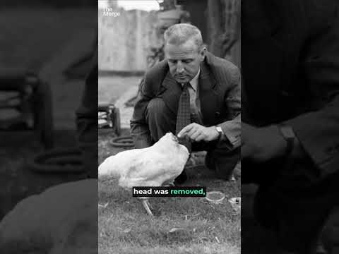 Miracle Mike: The Headless Chicken