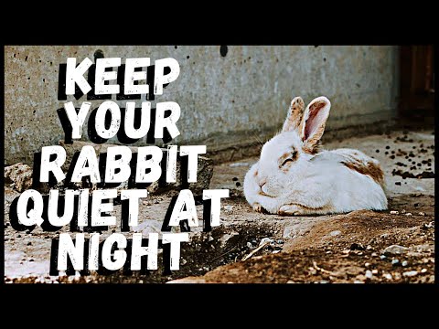 Keep Your Rabbit Quiet at Night