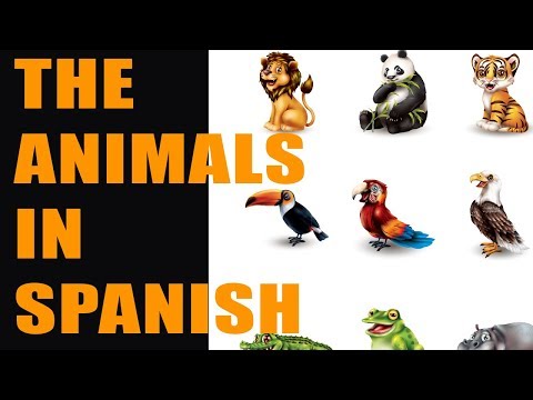 Basic Spanish Lessons: Learn the names of animals