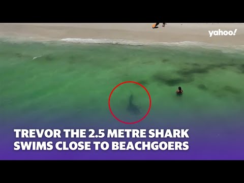 2.5-metre tiger shark swims peacefully by beachgoers | Yahoo Australia