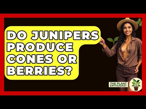 Do Junipers Produce Cones Or Berries? - The Plant Enthusiast