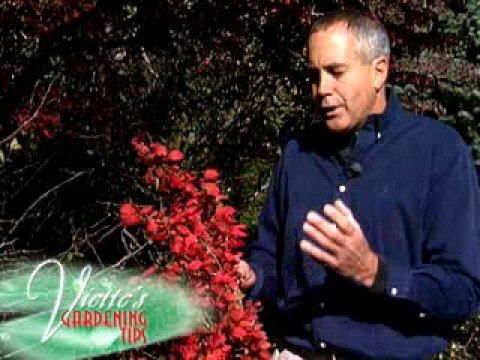 Burning Bush