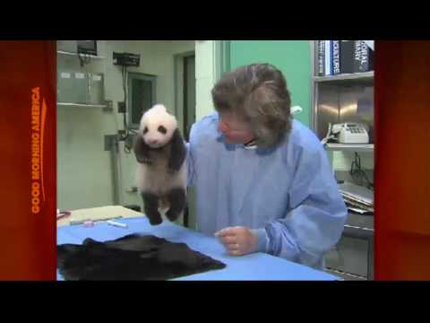 Baby Panda Makes His Public Debut