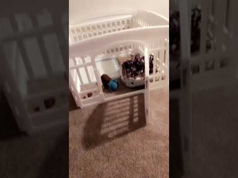 Dog Playpen - Pet Exercise Pen with Door