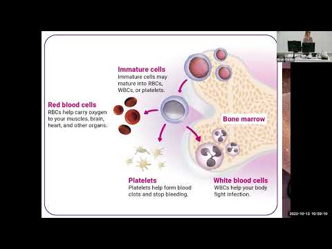 CLP100 - Hematopoiesis
