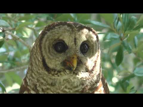 Barred owl using gular fluttering (cooling down its body temperature) in The Villages, Florida
