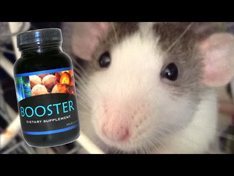 Booster Dietary Supplement for Fussy Rats