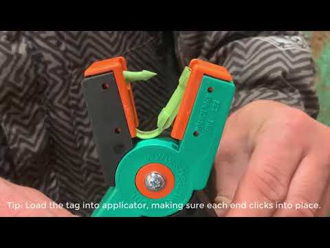 How to tag a sheep or goat using Shearwell - RFID tags